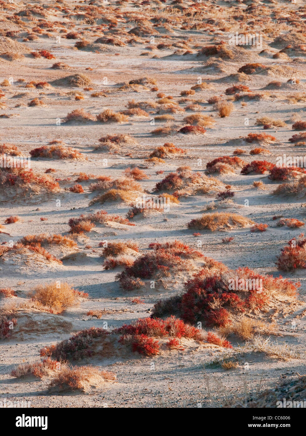 Tarim basin hi-res stock photography and images - Alamy