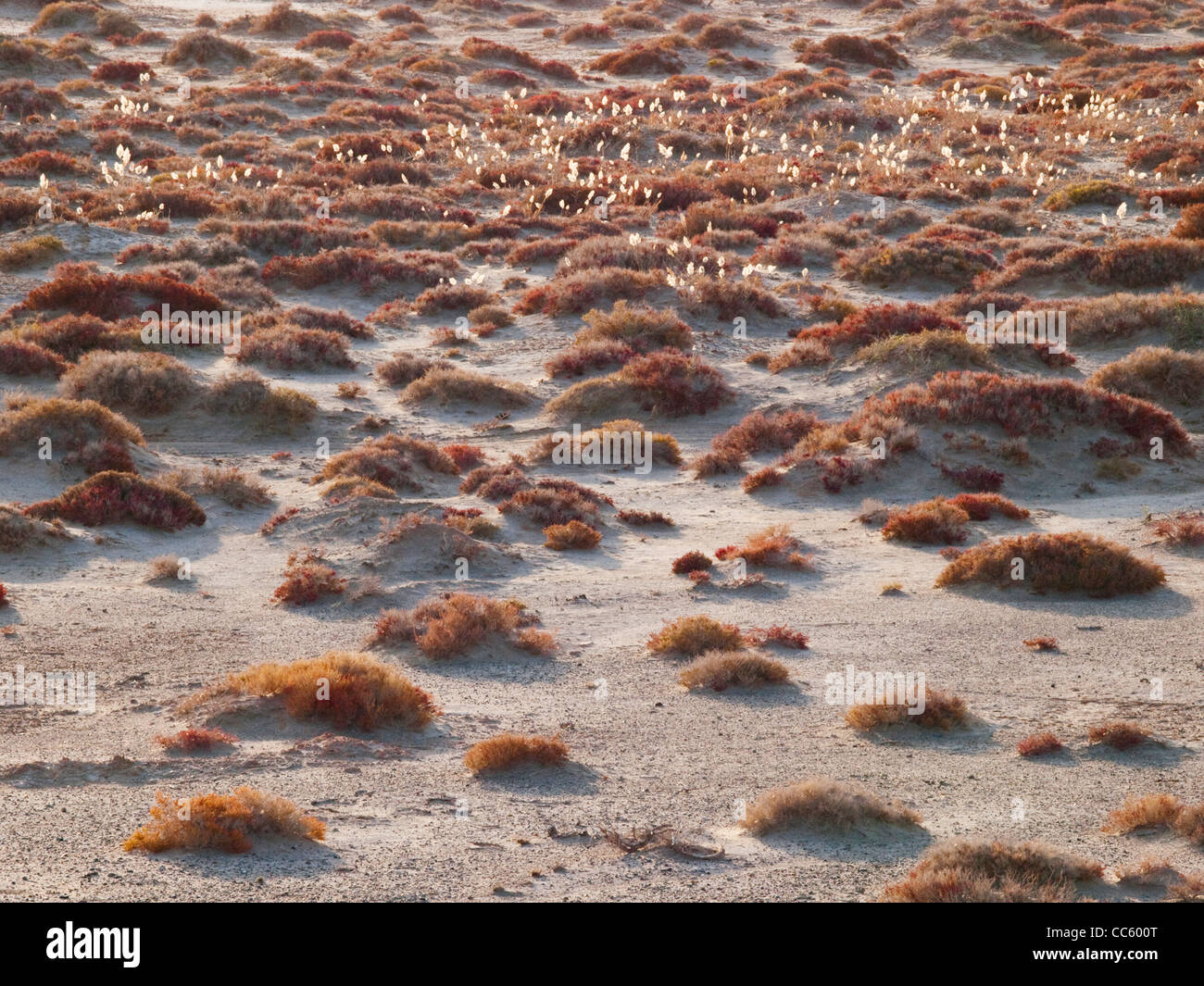 Stellera chamaejasme Linn on the Tarim Basin, Xinjiang, China Stock ...