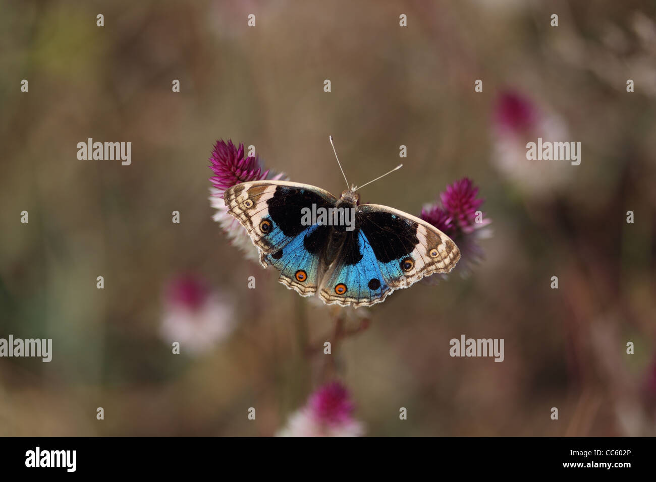 Blue Pansy (Junonia orithya Stock Photo - Alamy