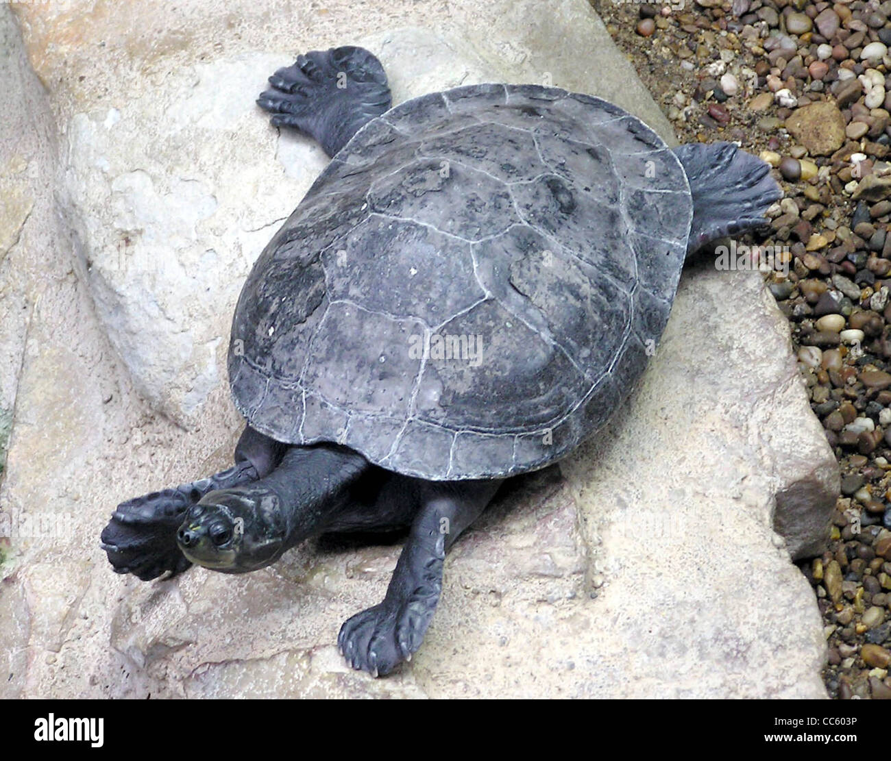 American side necked turtle hi-res stock photography and images - Alamy