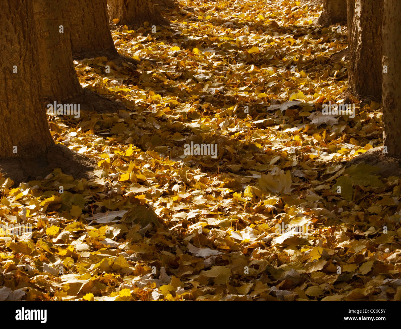 Fallen leaves, Xinjiang, China Stock Photo - Alamy