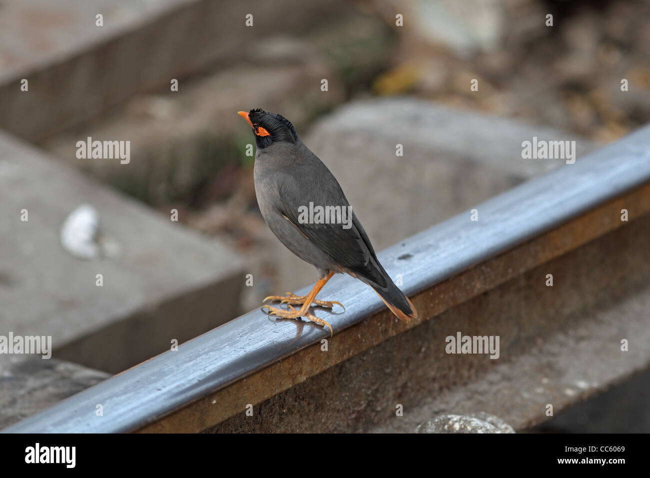 Bank Myna (Acridotheres ginginianus Stock Photo - Alamy