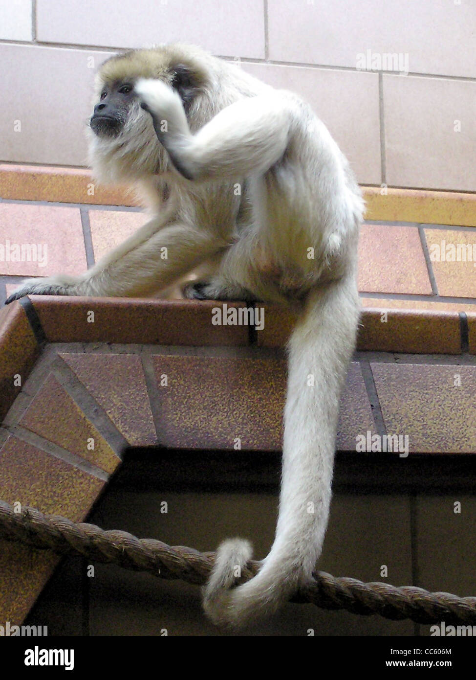 The female Black Howler monkey (Alouatta caraya) at Bristol Zoo in ...