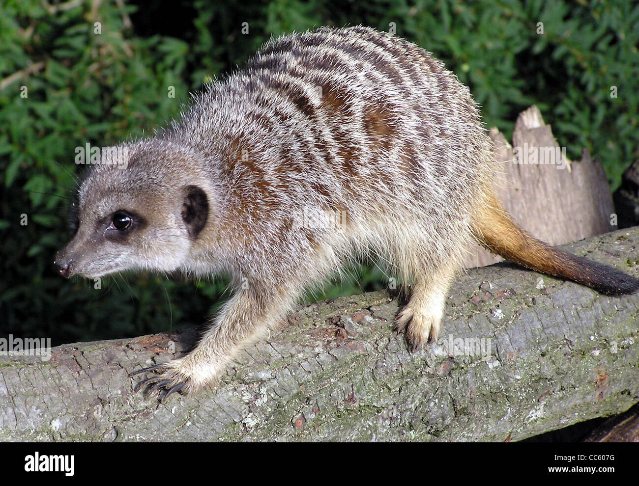 The meerkat (Suricata suricatta) is on display at Bristol Zoo in ...