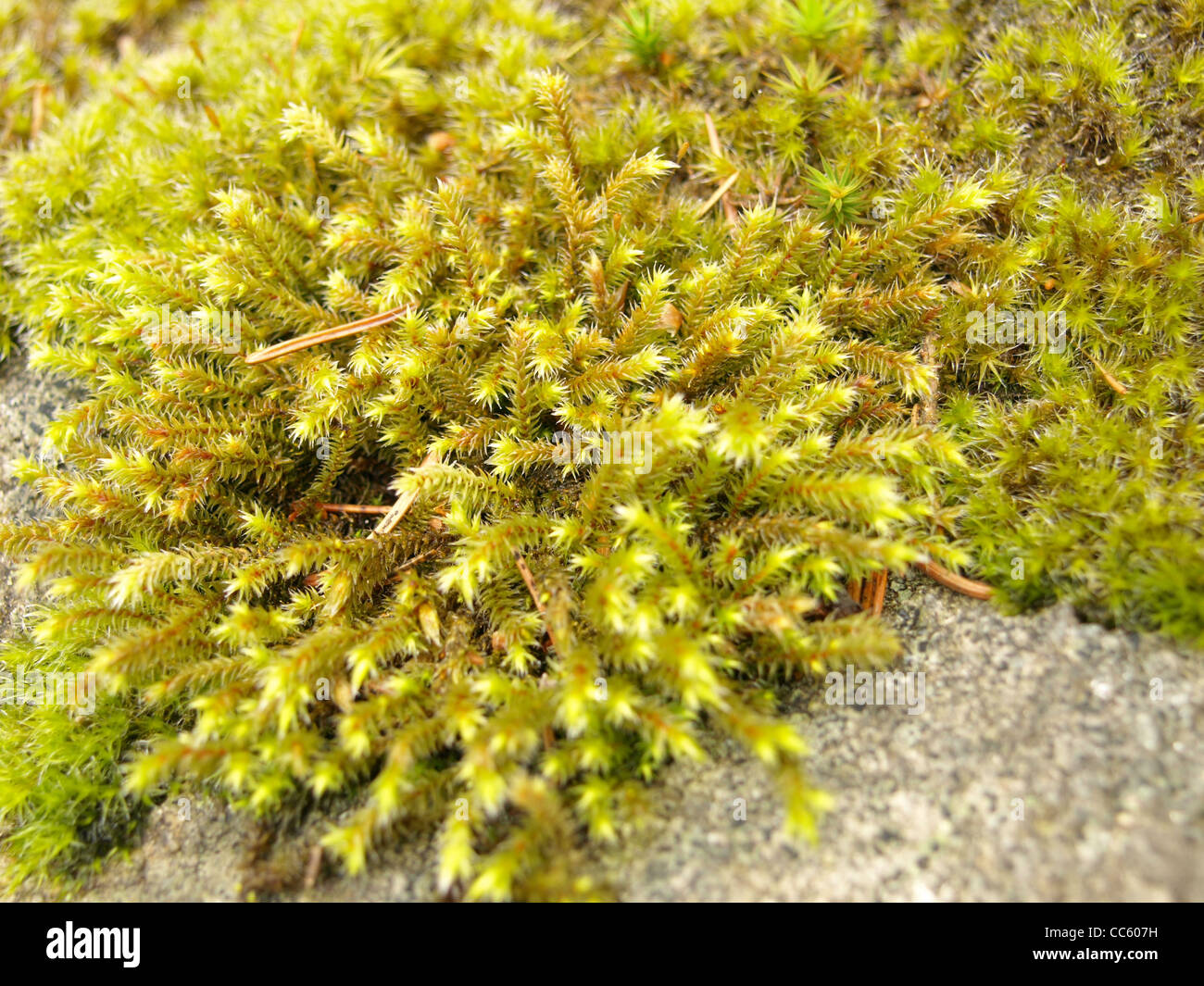 Green moss grey rock hi-res stock photography and images - Alamy