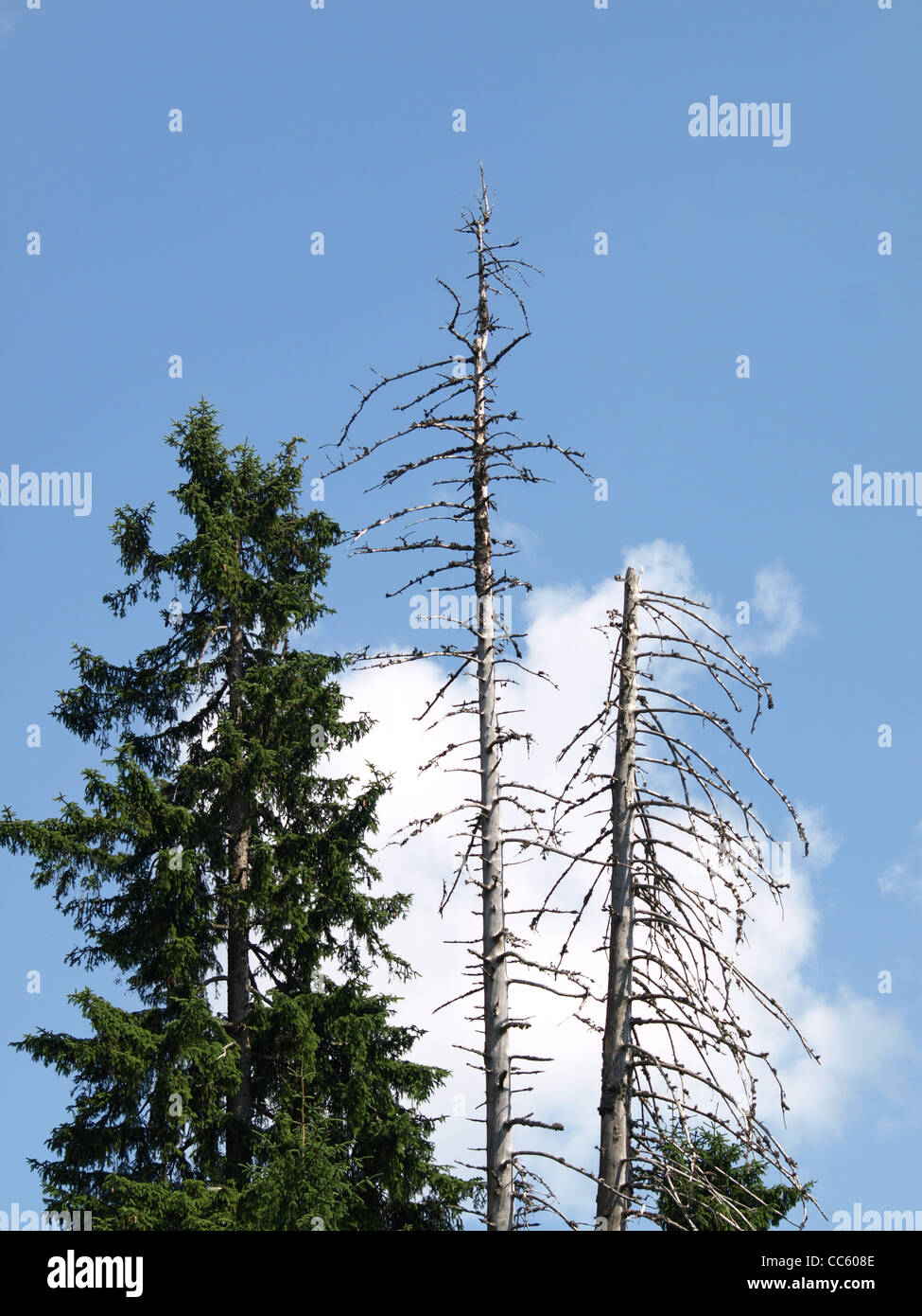 Dead spruce trees picea abies hi-res stock photography and images - Alamy