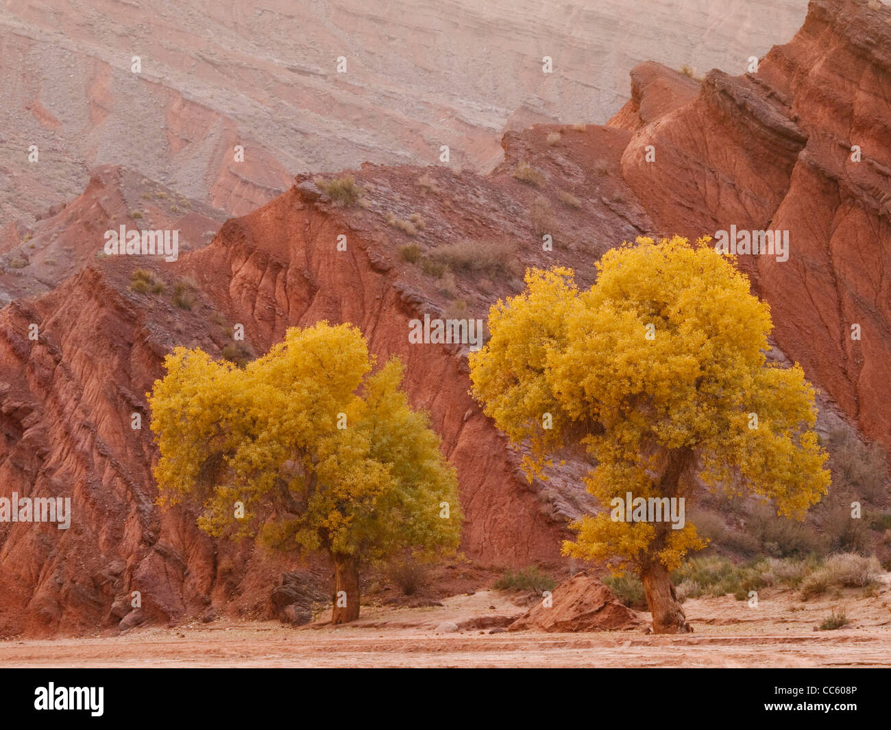 Euphrates Poplar, Kuche Grand Canyon, Aksu Prefecture, Xinjiang, China ...
