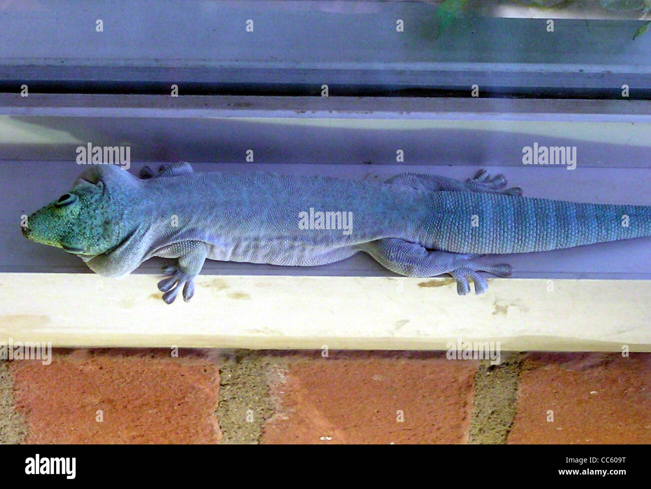 Standings day gecko phelsuma standingi at bristol zoo hi-res stock ...