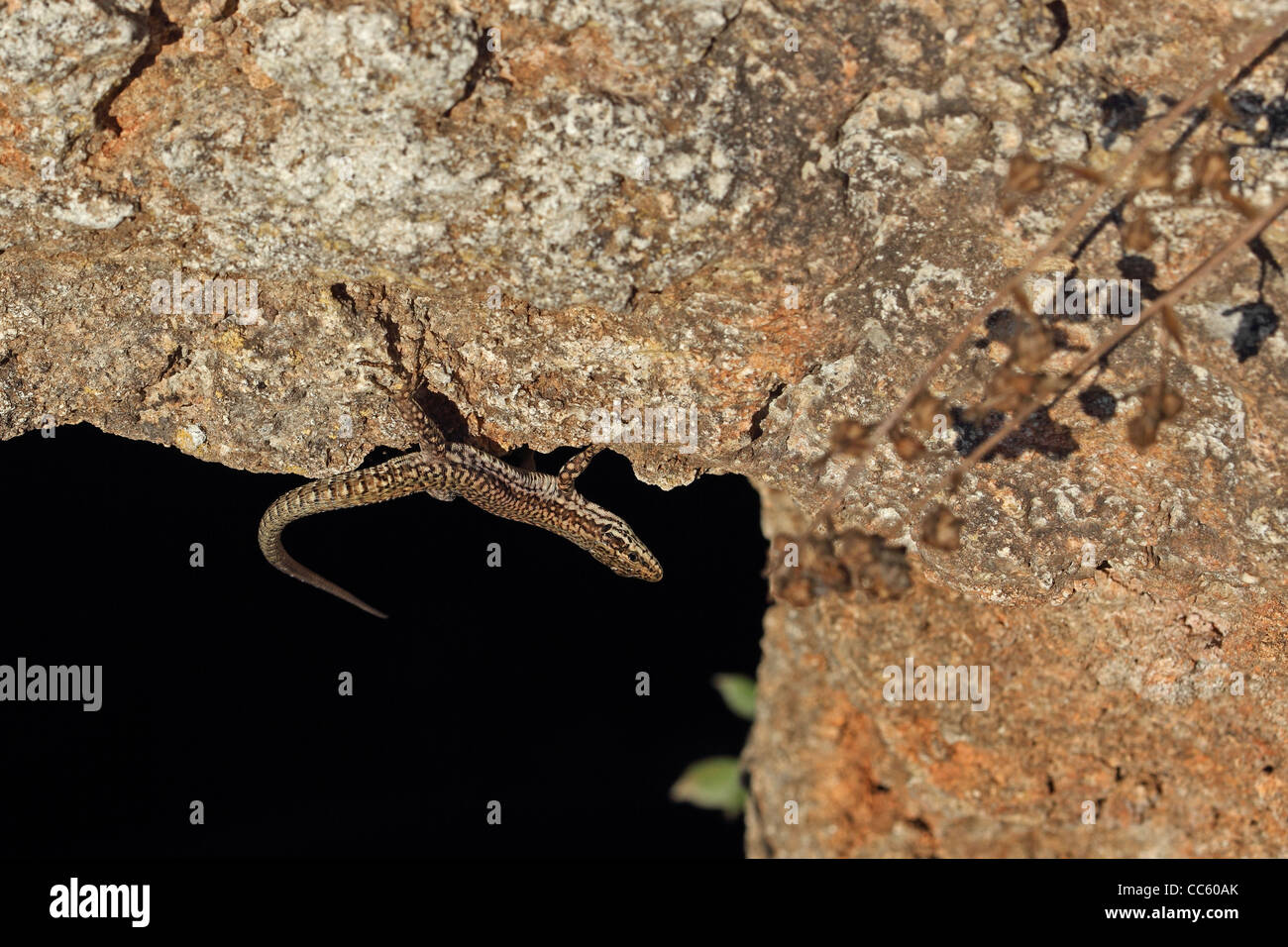Common wall lizard hi-res stock photography and images - Alamy