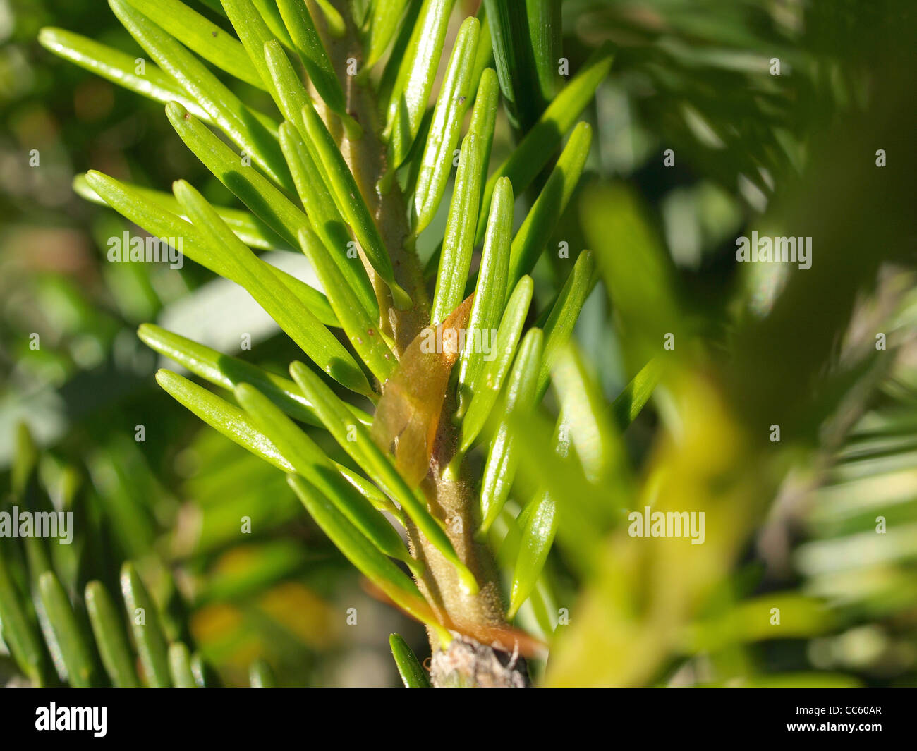 evergreen bough from Norway spruce with seed / Fichtenzweig mit Samen ...