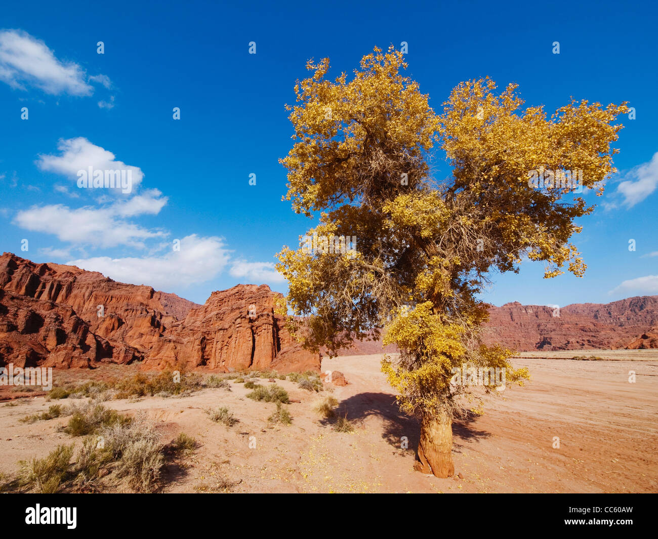 Euphrates Poplar, Kuche Grand Canyon, Aksu Prefecture, Xinjiang, China ...