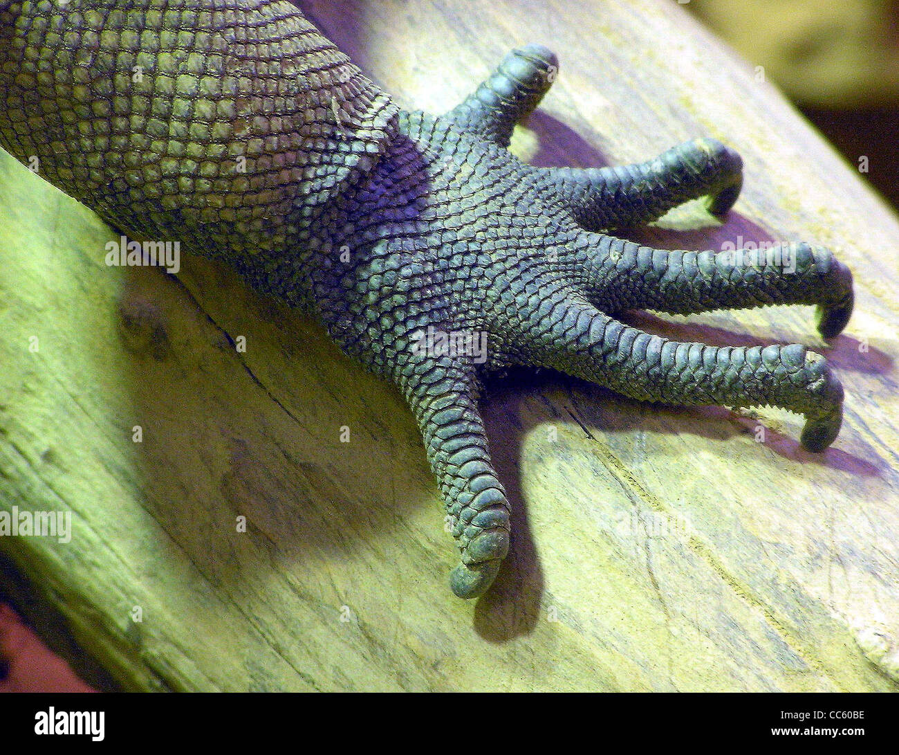 Powerful limbs and claws hi-res stock photography and images - Alamy
