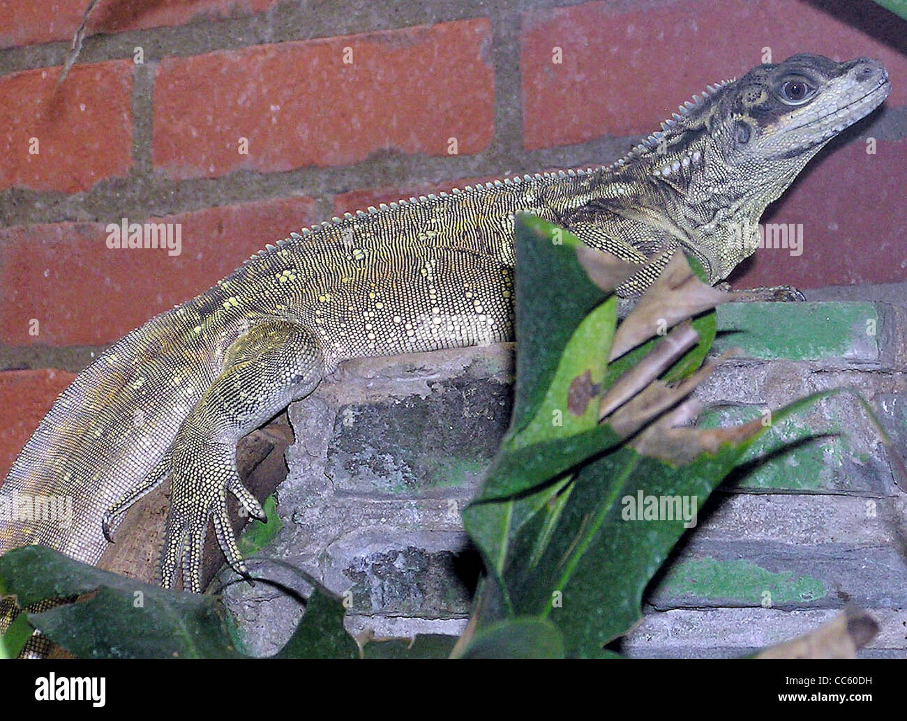 Hydrosaurus hi-res stock photography and images - Alamy