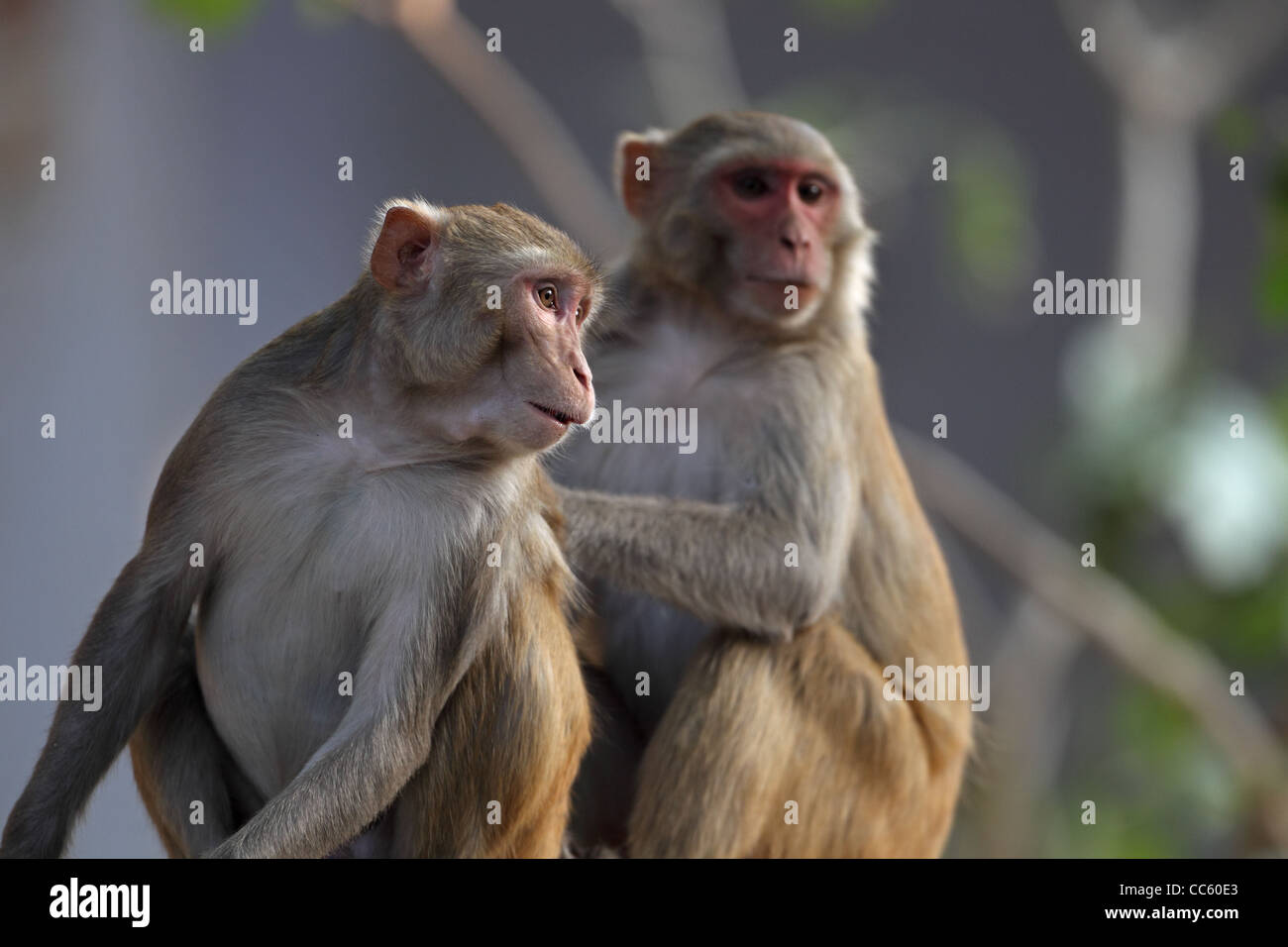 Rhesus Macaque (Macaca mulatta Stock Photo - Alamy