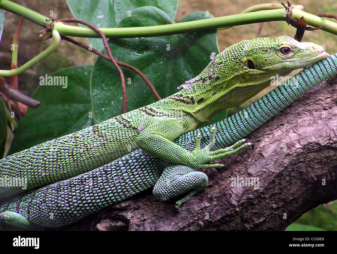 Green monitor lizard hi-res stock photography and images - Alamy