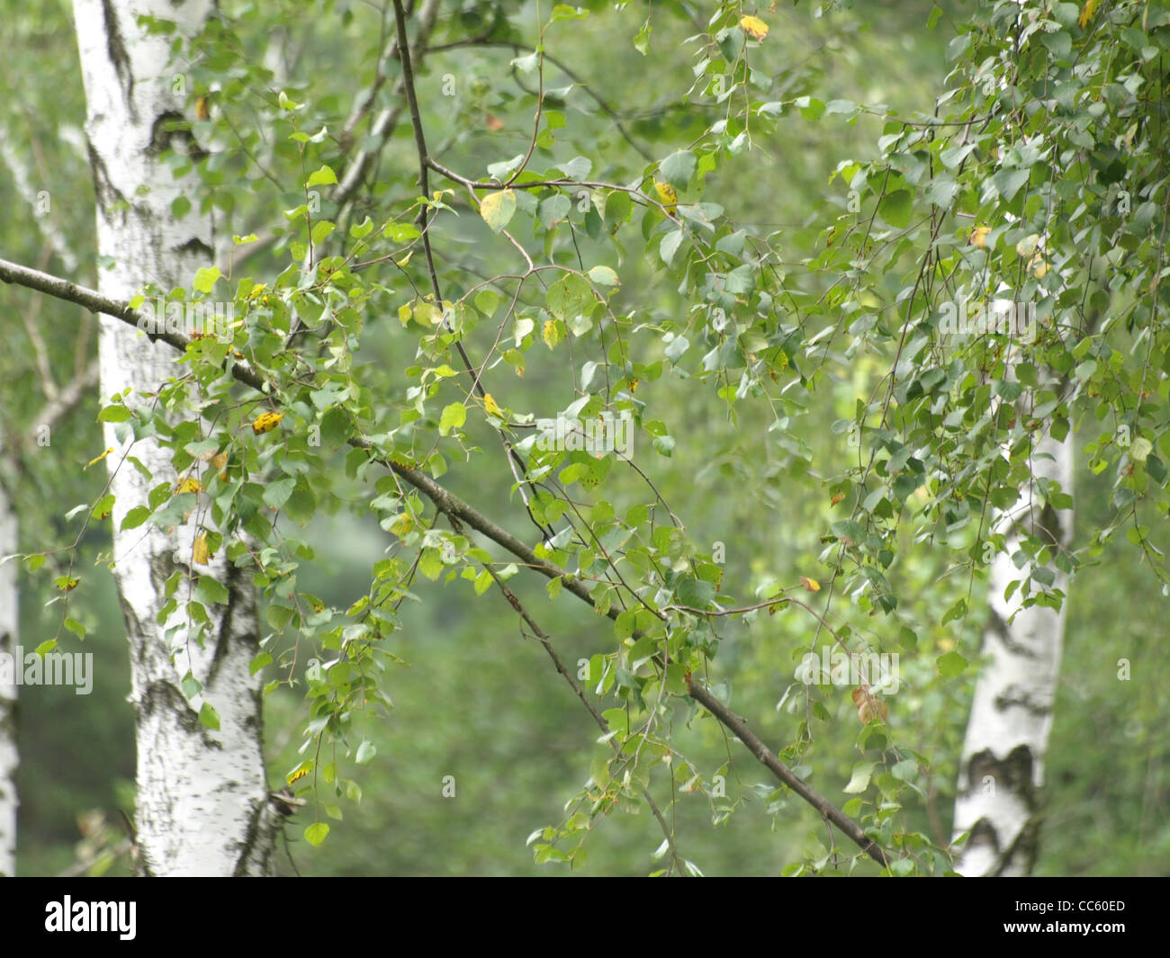 Birken Stock Photos & Birken Stock Images - Alamy