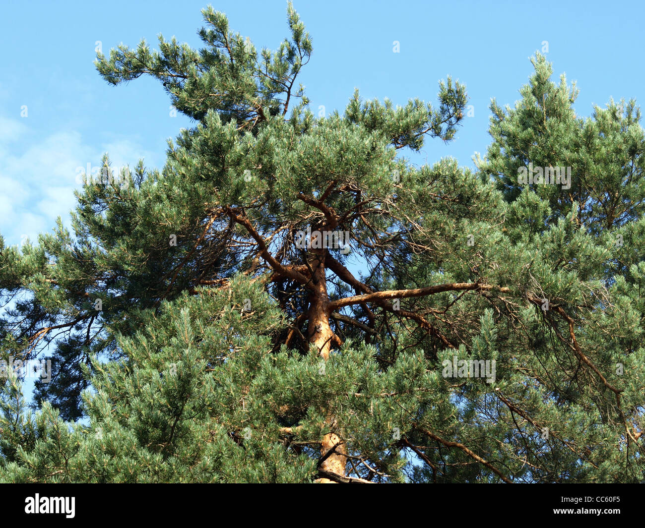 Pine, fir / Pinus / Kiefer Stock Photo - Alamy