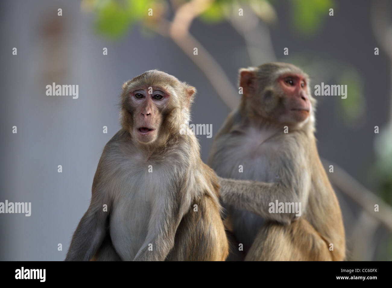 Rhesus Macaque (Macaca mulatta Stock Photo - Alamy