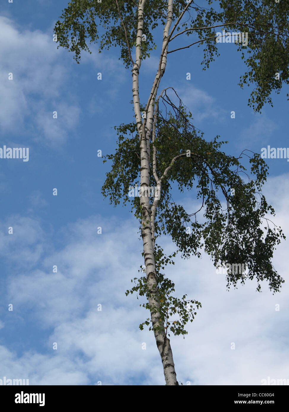 birch tree in summer / Birke im Sommer Stock Photo - Alamy