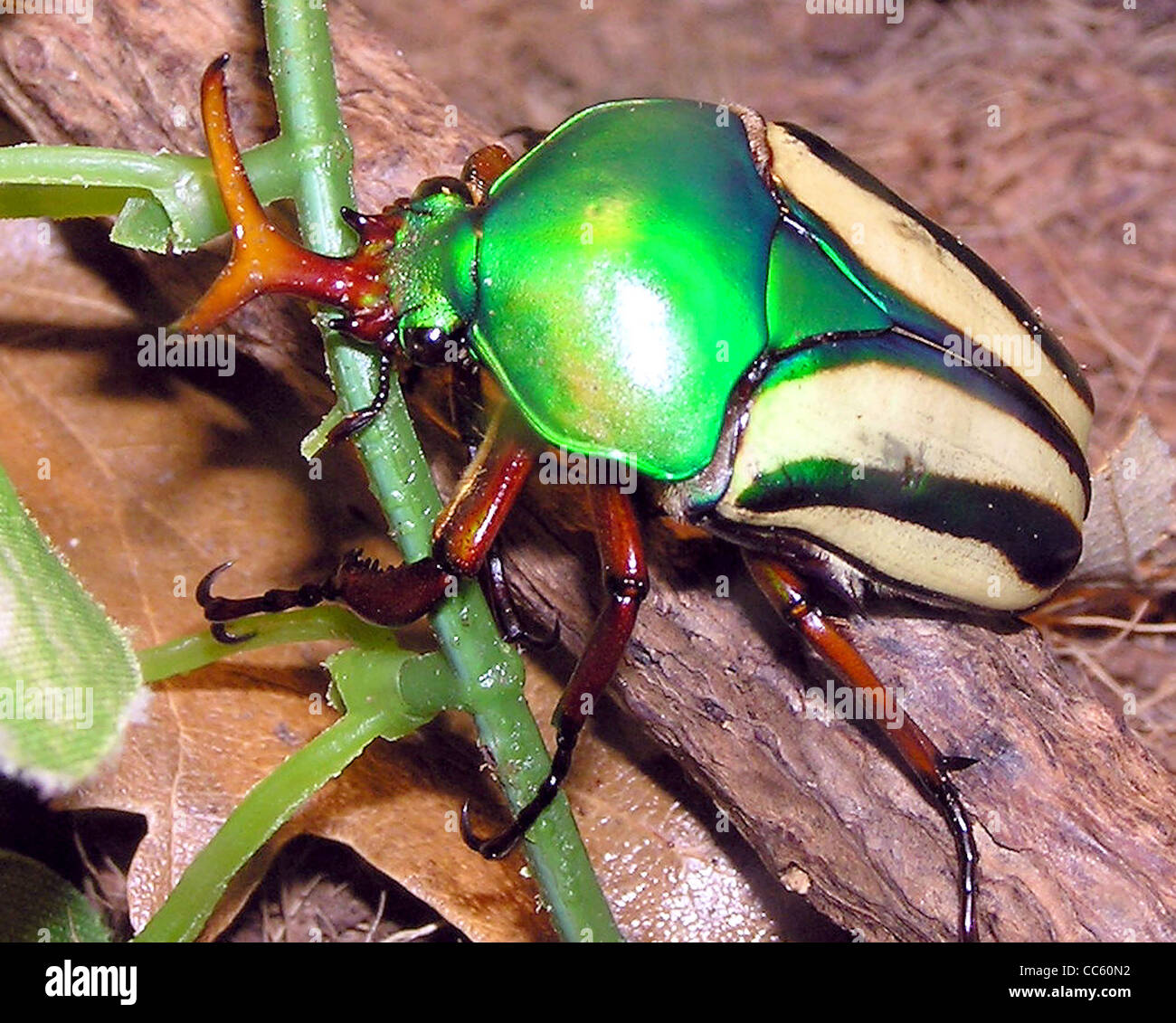 The Striped Love Beetle (Eudicella gralli) is featured at Bristol Zoo ...