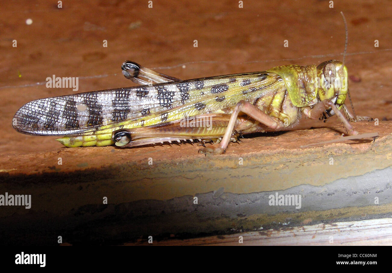 A Desert Locust (Schistocerca gregaria) is displayed at the Bristol Zoo ...