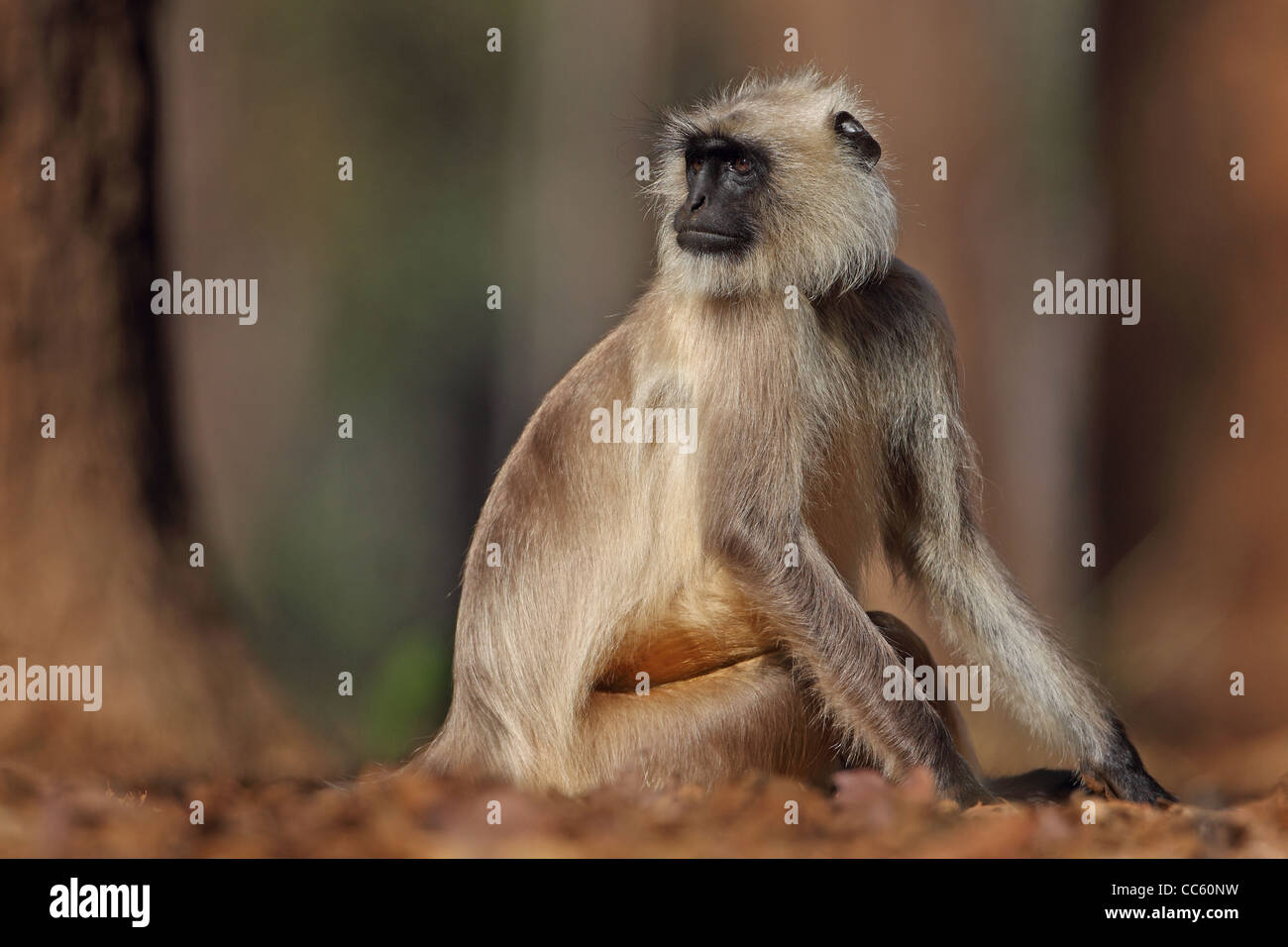 Northern Plains Grey Langur (Semnopithecus entellus Stock Photo - Alamy