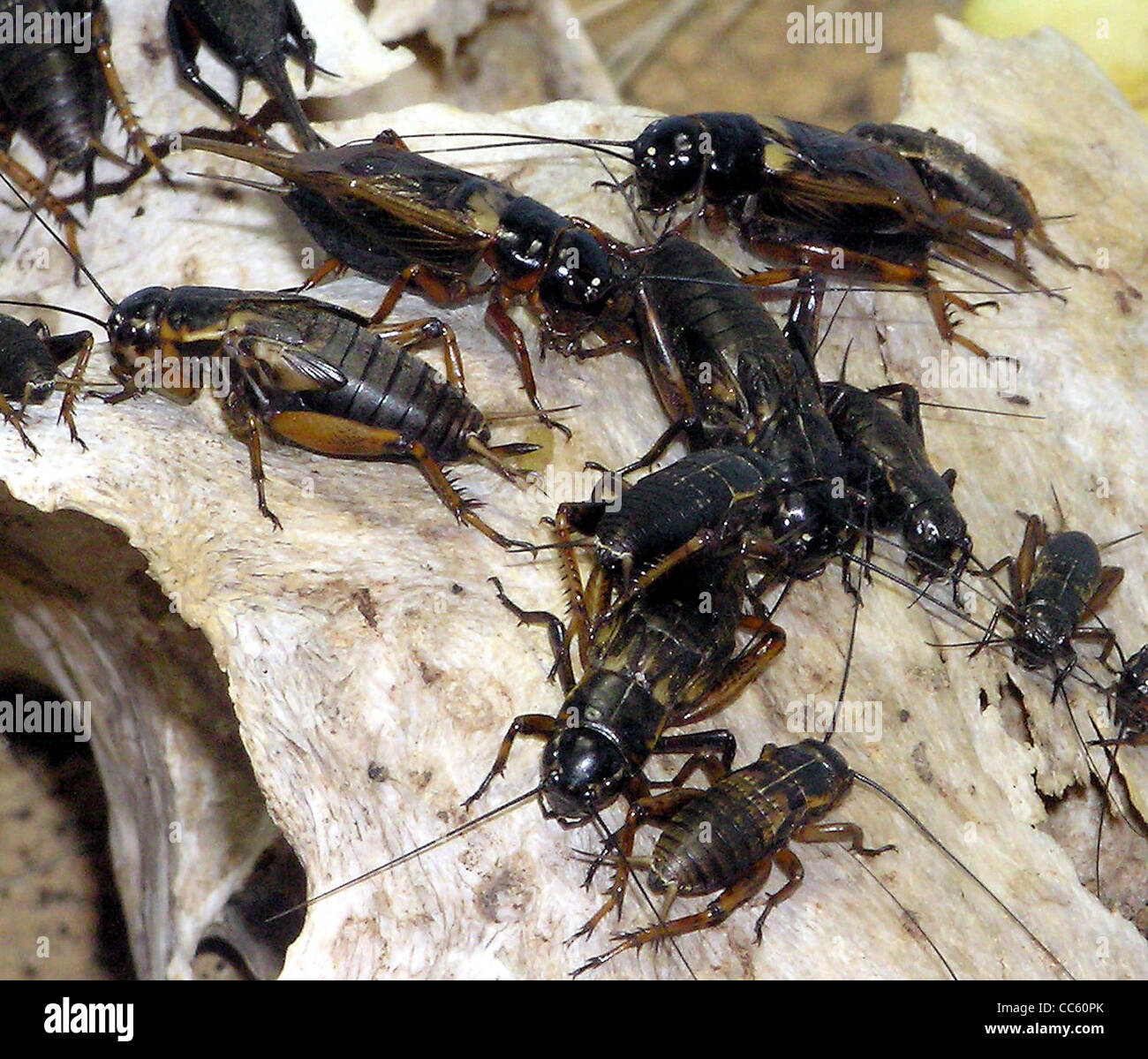 An African Field Cricket (Gryllus bimaculatus) is on display at Bristol ...