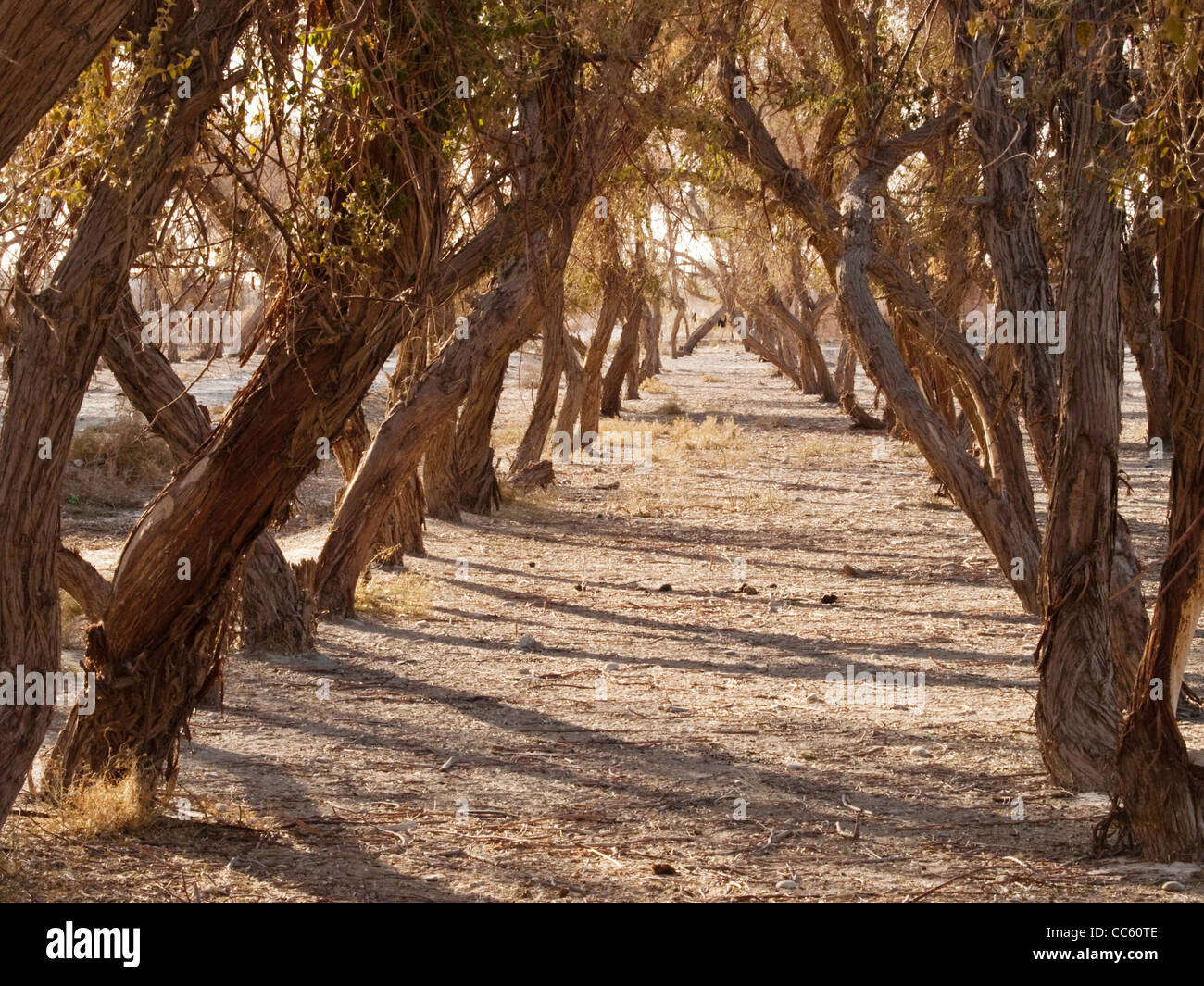 Populus euphratica along the path, Tarim Euphrates Poplar National ...