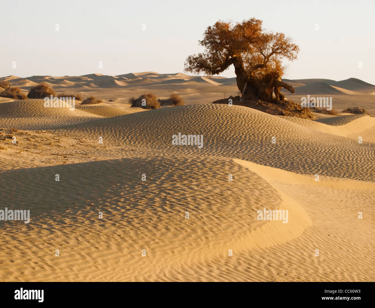 Tarim Euphrates Poplar National Nature Reserve, Xinjiang Uyghur ...