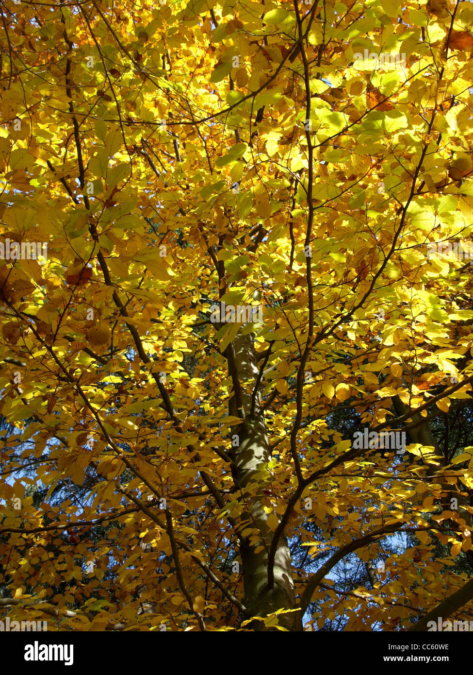 Beech in autumn / Buche im Herbst Stock Photo - Alamy