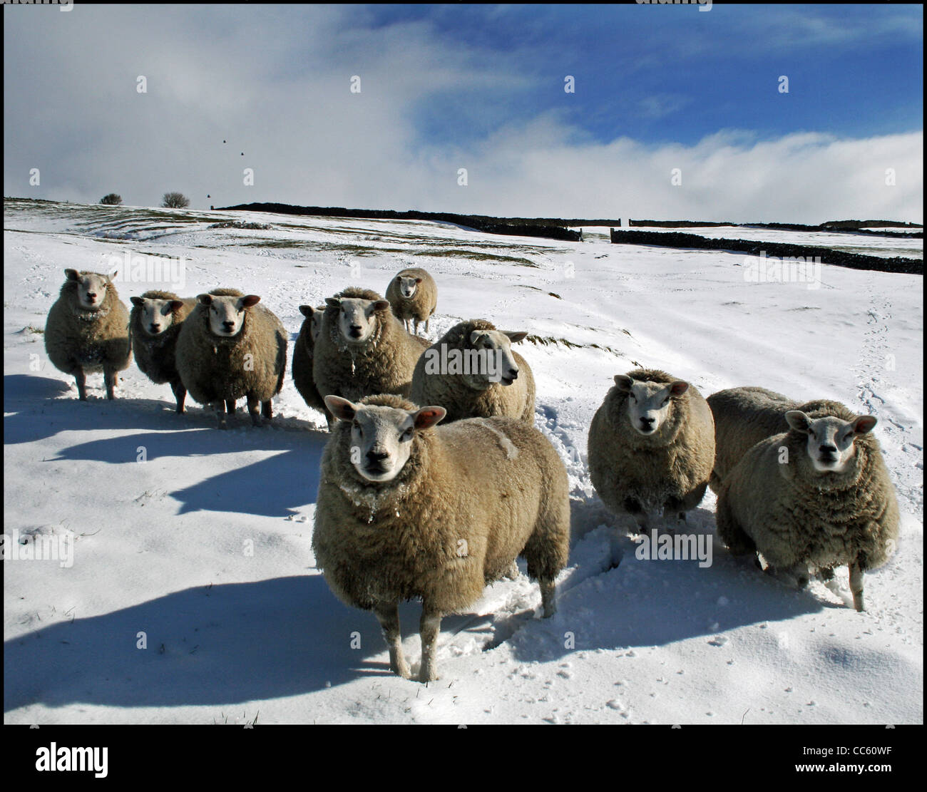 What you looking at! Stock Photo - Alamy