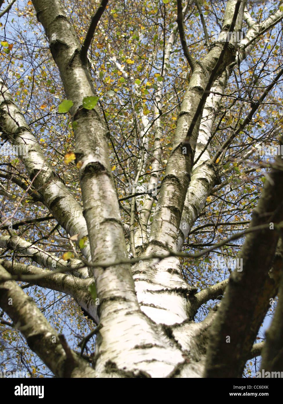 Single birch tree in winter hi-res stock photography and images - Alamy