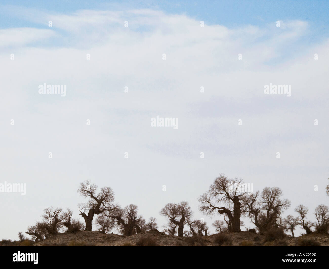 Tarim Euphrates Poplar National Nature Reserve, Xinjiang Uyghur ...