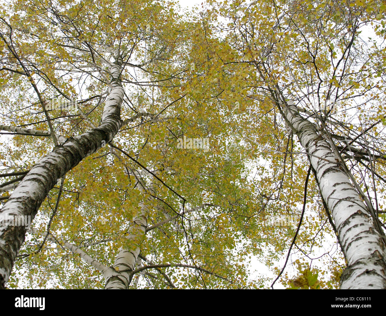 Birken hi-res stock photography and images - Alamy