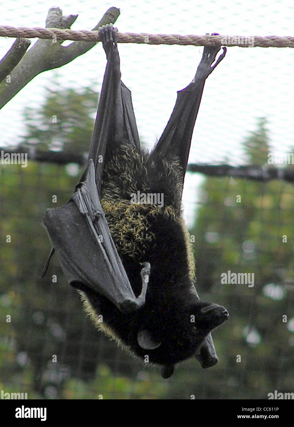 Livingstone's fruit bat hi-res stock photography and images - Alamy