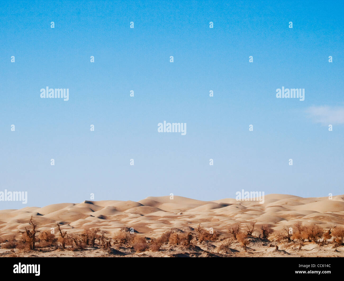 Tarim Euphrates Poplar National Nature Reserve, Xinjiang Uyghur ...