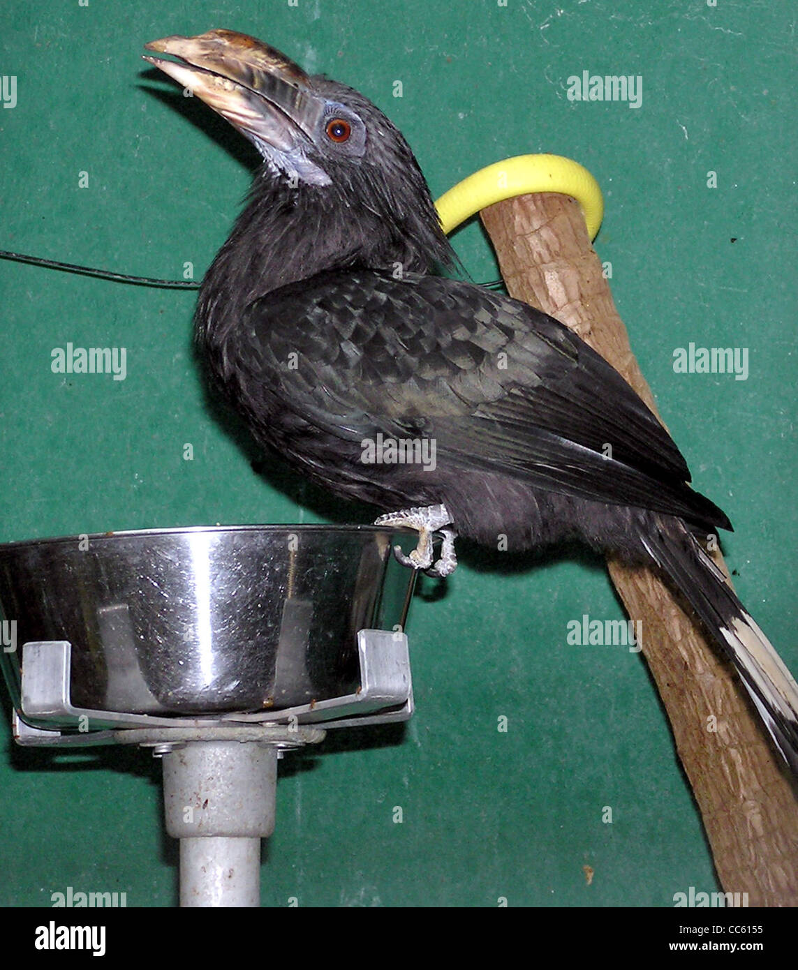 The Female Tarictic Hornbill (Penelopides panini) is on display at ...