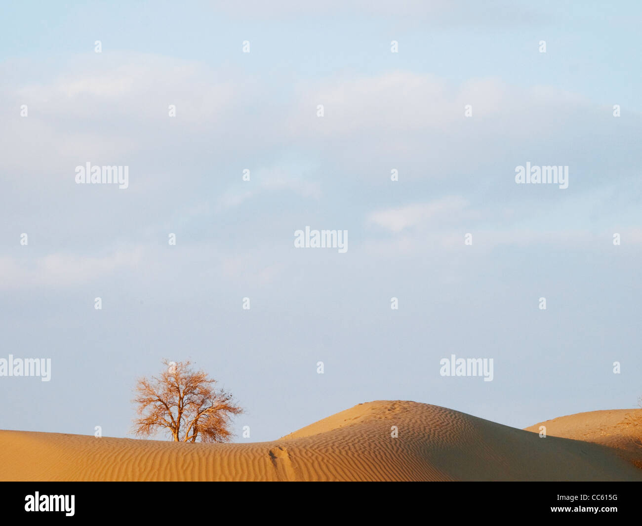 Euphrates Poplar on the Taklamakan Desert, Tarim Euphrates Poplar ...
