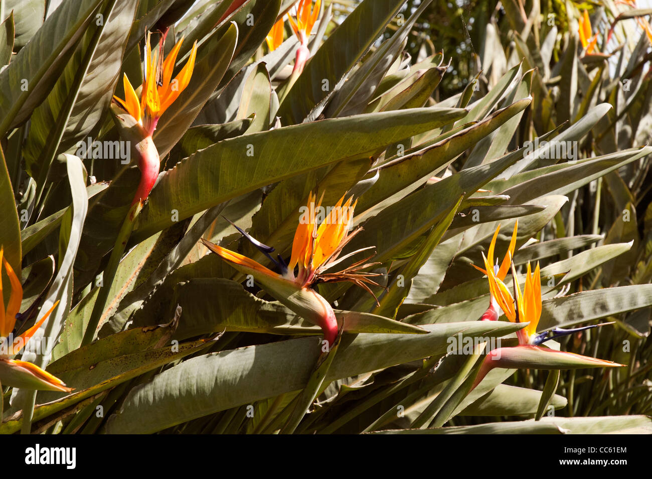 Bird of paradise flowers on Capri an Italian island off the Sorrentine ...