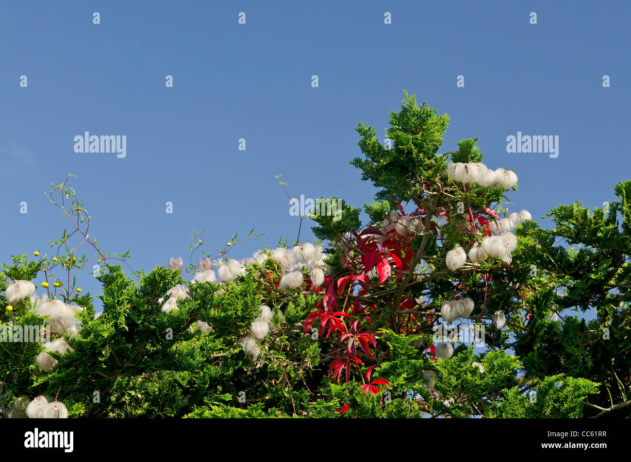 Virginia creaper hi-res stock photography and images - Alamy