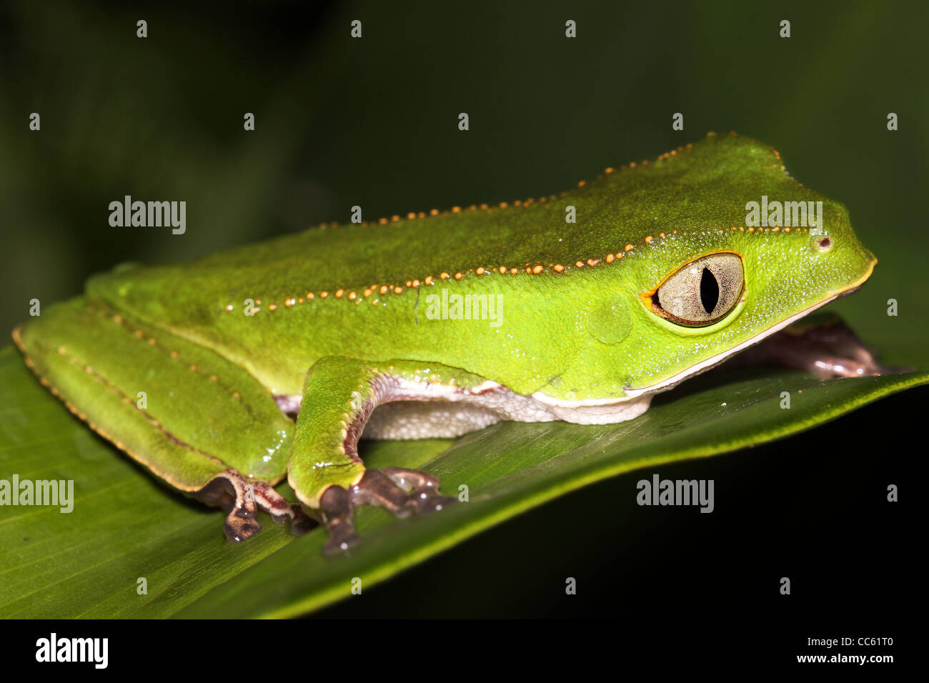 Tree frog phyllomedusa vaillanti hi-res stock photography and images ...