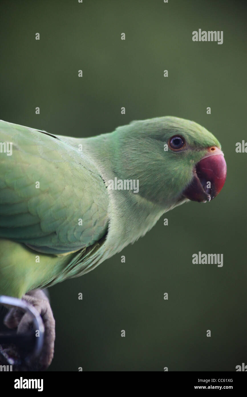 Ring neck parakeet hi-res stock photography and images - Alamy