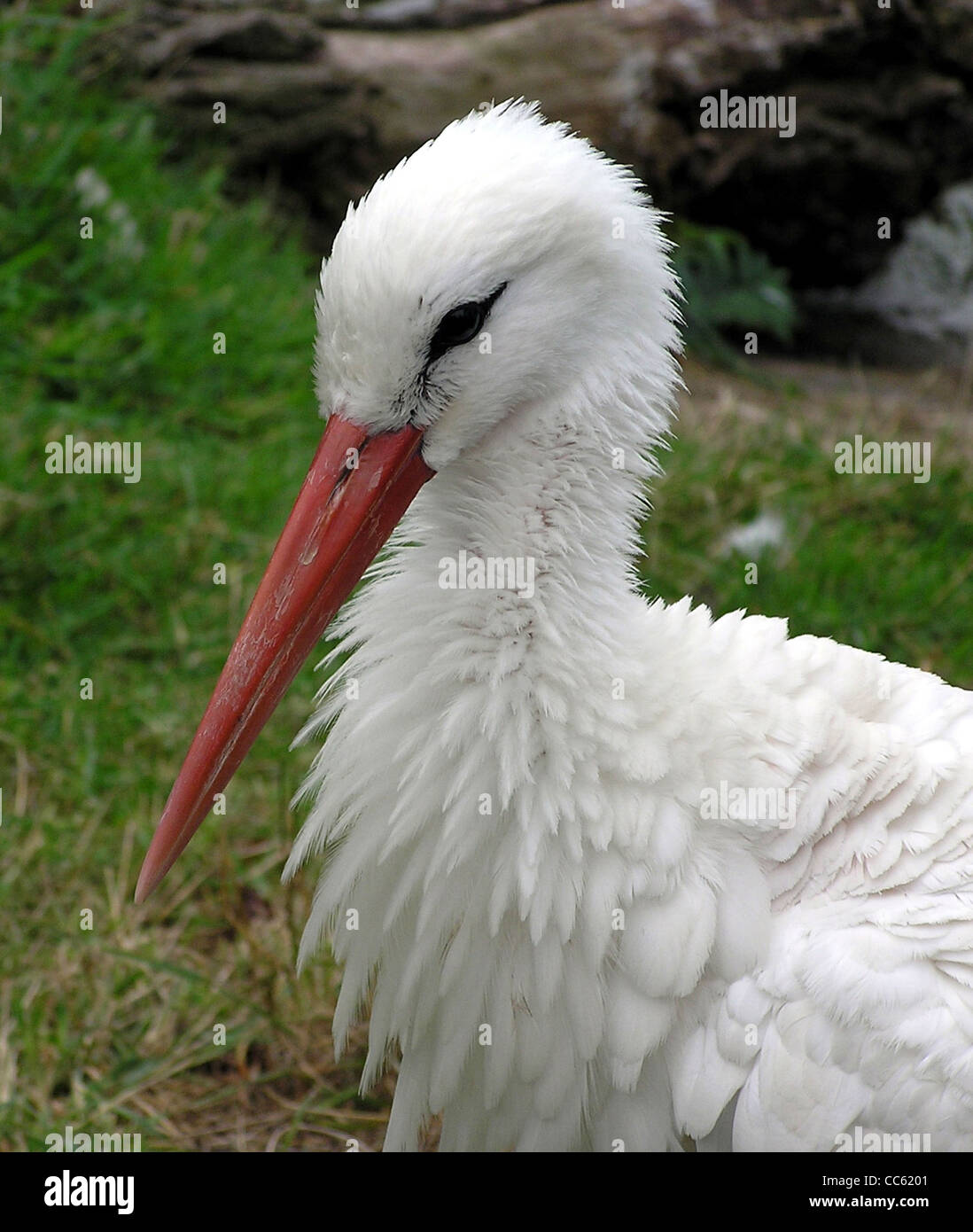 White stork ciconia ciconia at bristol zoo hi-res stock photography and ...