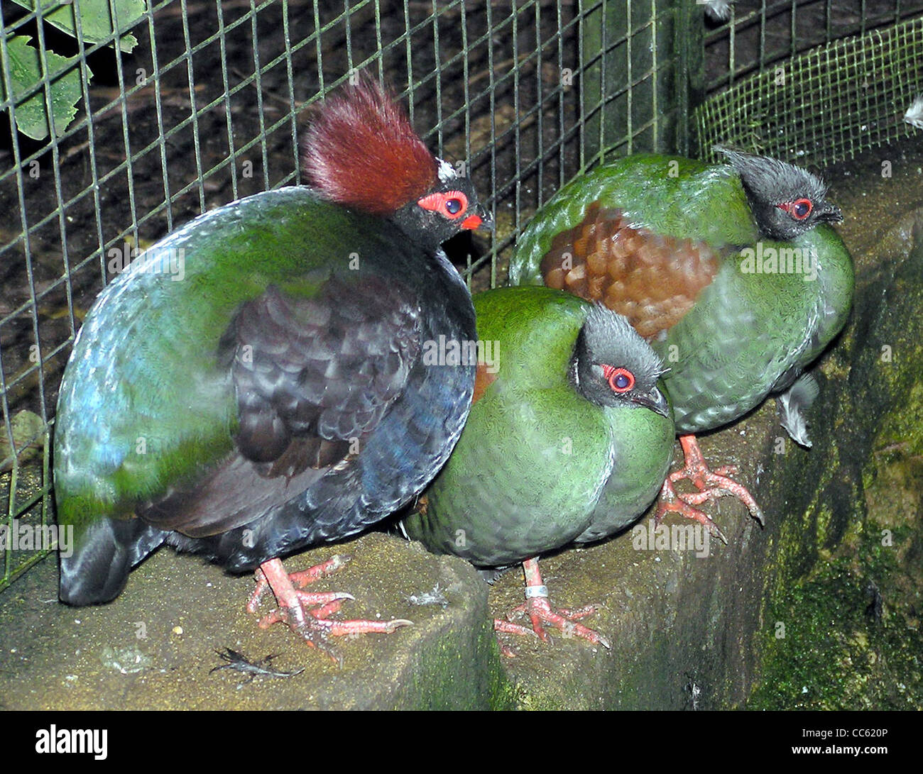 The Crested Wood Partridge (Rollulus rouloul) is seen in the aviary at ...