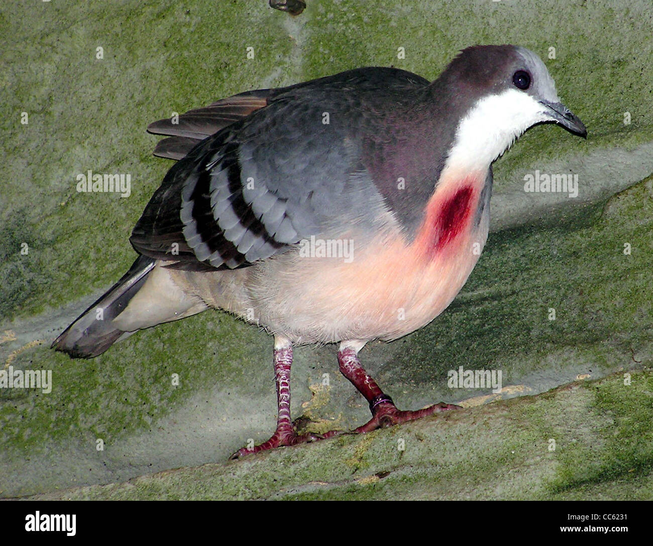 Bleeding Heart Pigeon Flying