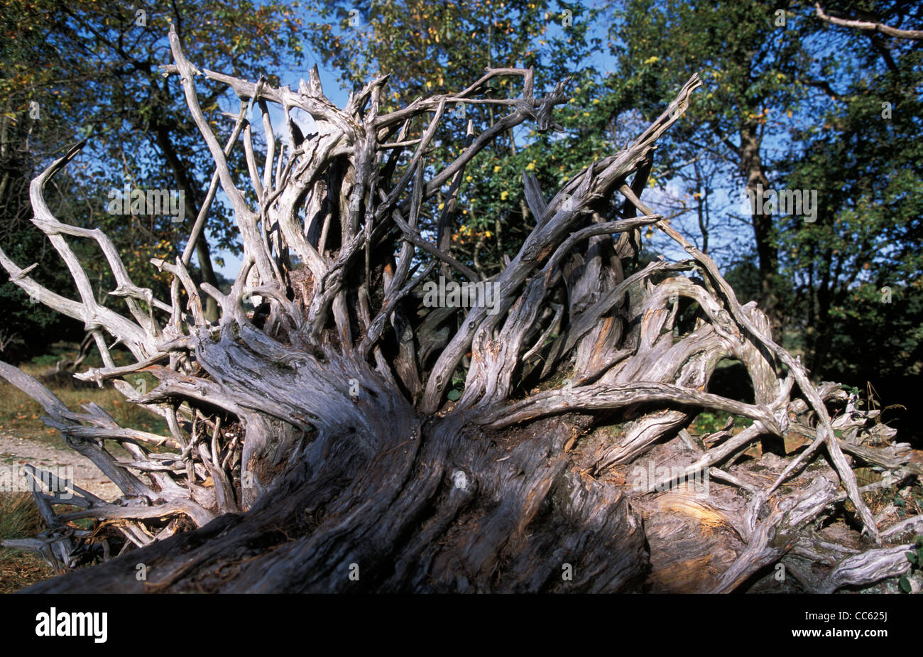 Uprooted Beech tree stump Stock Photo - Alamy