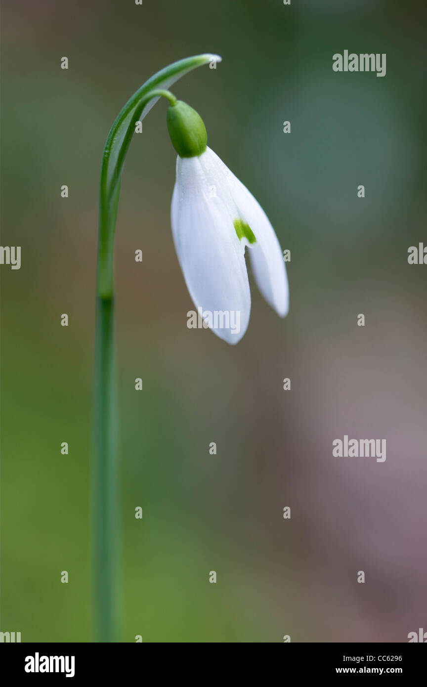 Snowdrop galanthus nivalis flower hi-res stock photography and images ...