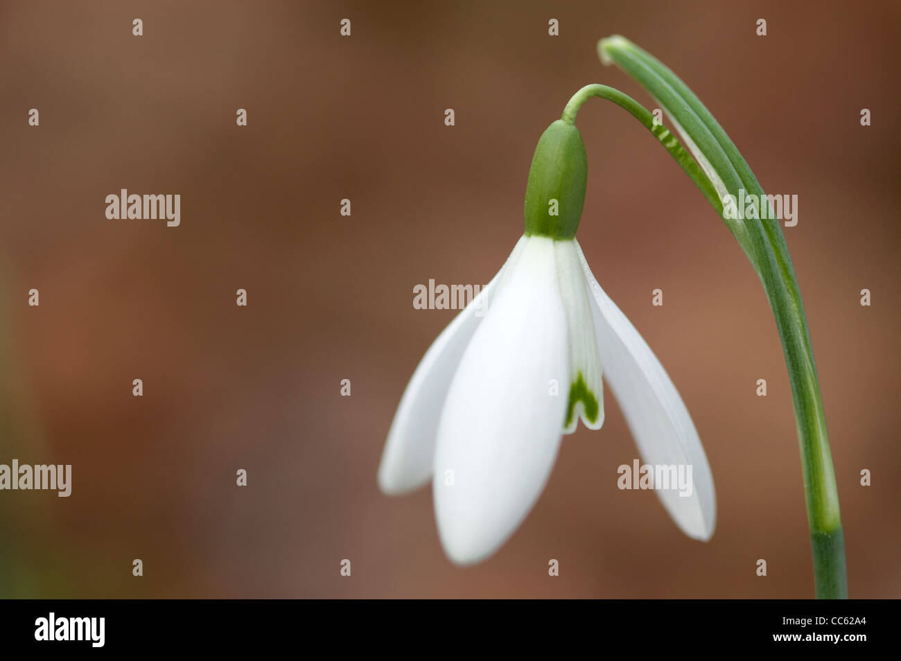 Snowdrop, Galanthus nivalis, single flower fully open Stock Photo - Alamy Snowdrop, Galanthus nivalis, single flower fully open Stock Photo - Alamy