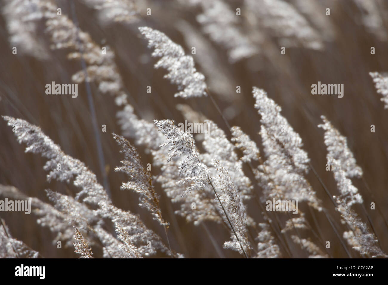 Common reed Phragmites australis collection of seed heads in winter ...