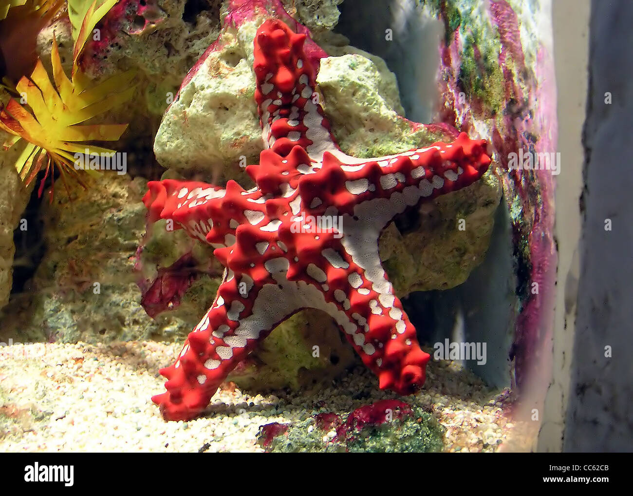 The Red-knobbed Starfish (Protoreaster linckii) is on display at the ...